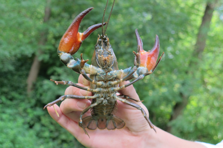Tri invazivne vrste rakova u Hrvatskoj: signalni rak ugrožava čak i ...