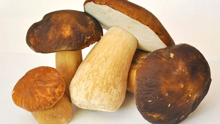 Zašto su vrganji toliko poznati? Koje su najpopularnije vrste vrganja ...