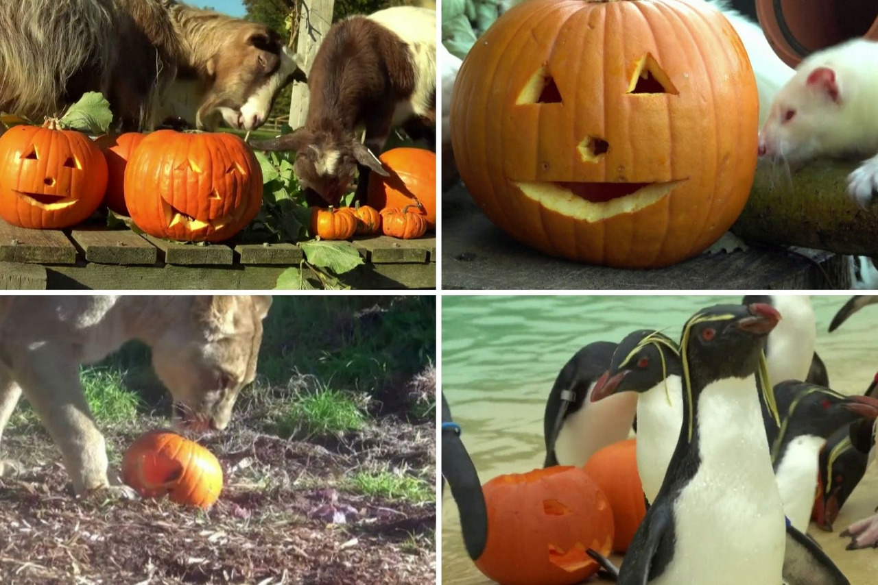 Lavovi se davili u bundevama, tvorovi se izbezumili, ali netko je ipak ...