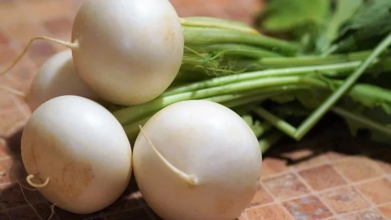 Kako se jede bijela rotkva? - Net.hr