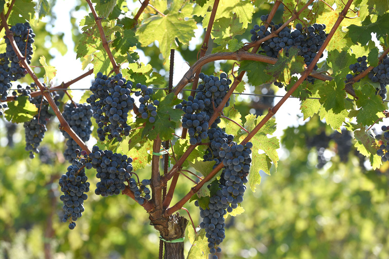 Sorte grožđa u Istri - saznajte koje su - Net.hr