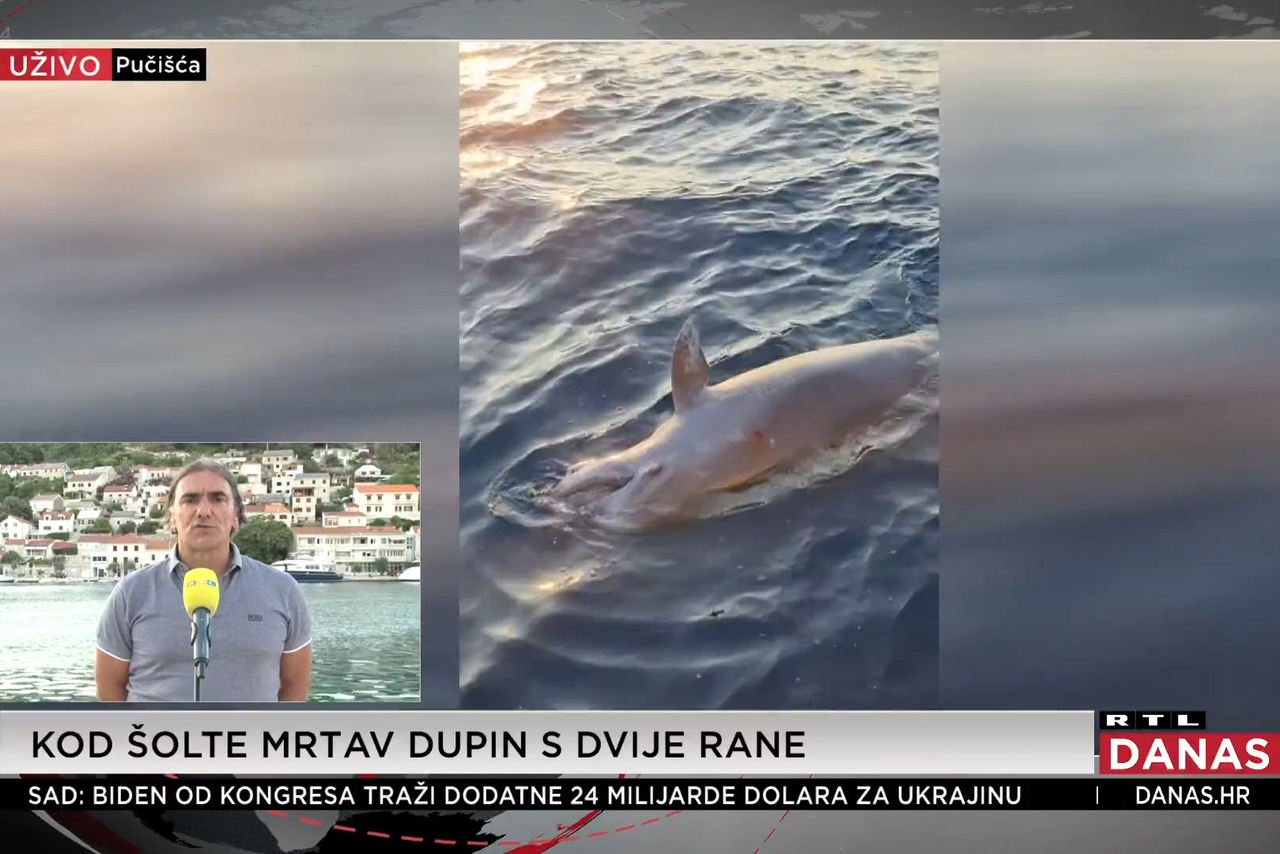 Oceanolog Soldo za RTL Danas o mrtvom dupinu: 'Uzrok ćemo znati brzo ...