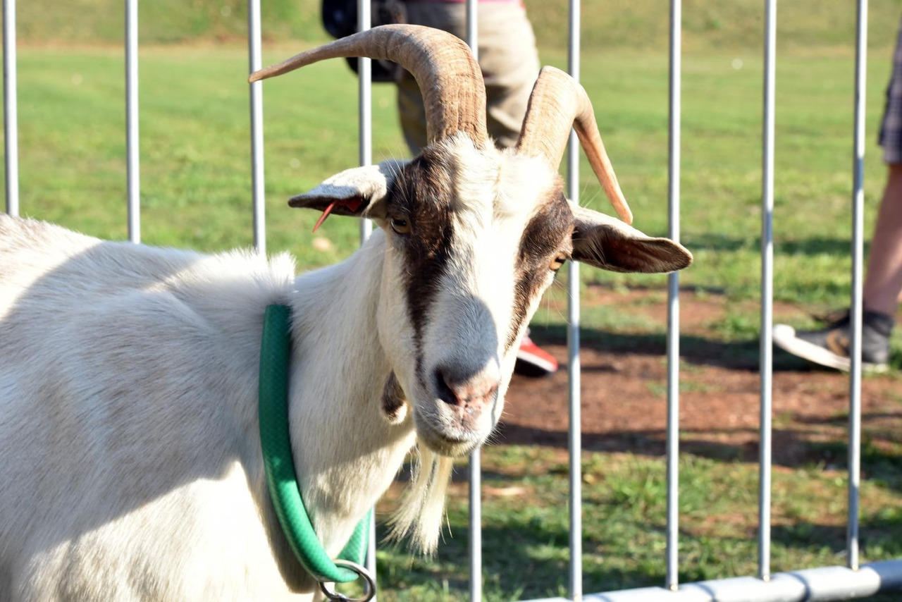 Istarska koza - naša najpoznatija autohtona pasmina koza - Net.hr