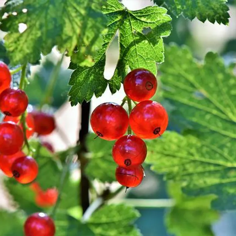 Kako se radi domaći pekmez od ribizla? - Net.hr
