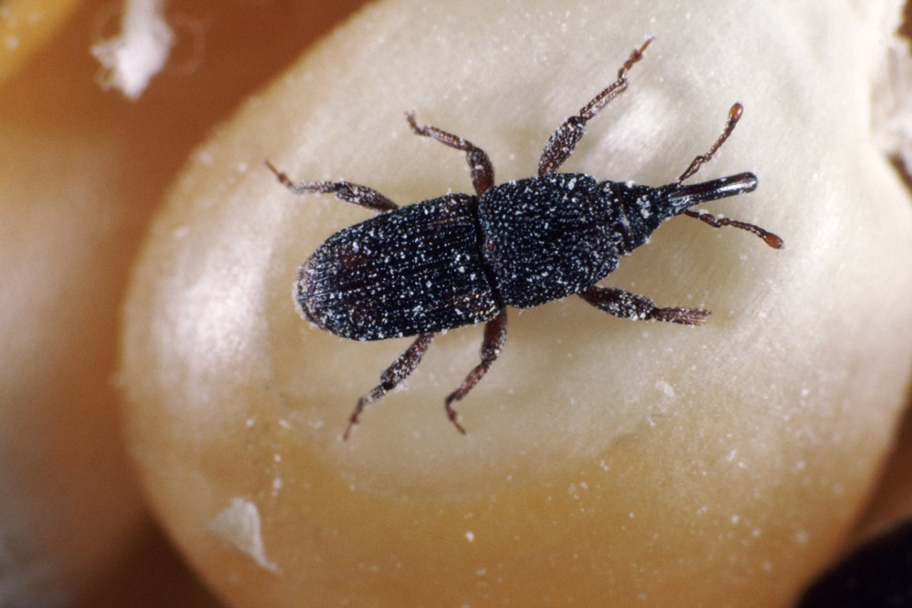 Što je Žitni žižak i kako ga prepoznati? - Net.hr