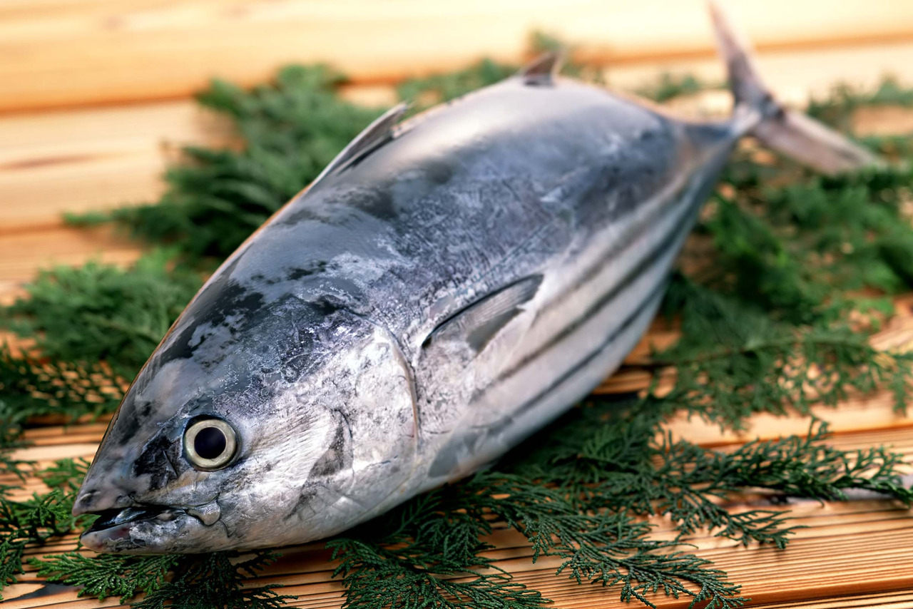 Trofejna plava riba koja živi u sjeni tune