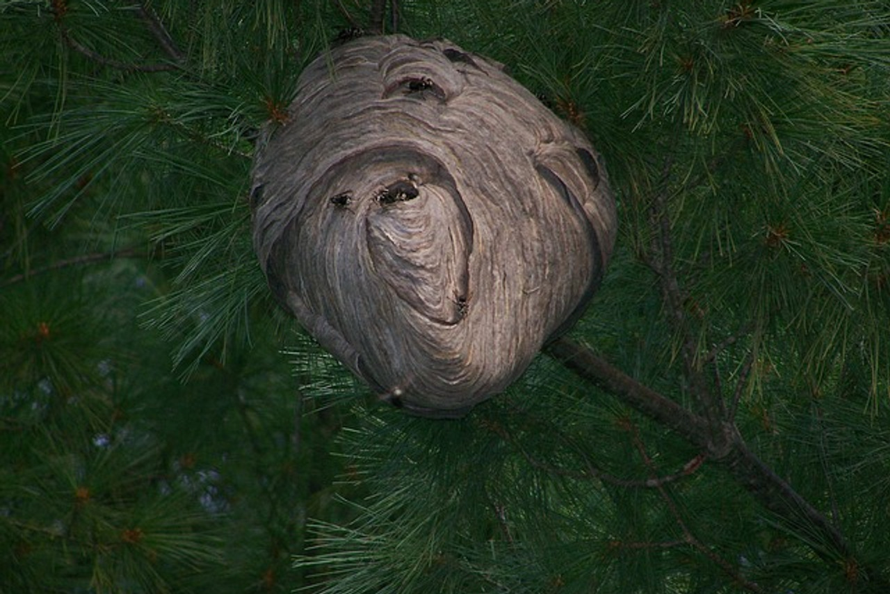 Uklanjanje osinjaka - kako ukloniti osinjak? - Net.hr