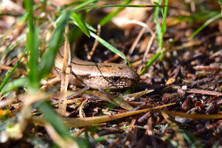 Znate li koje su vrste guštera u Hrvatskoj? - Net.hr