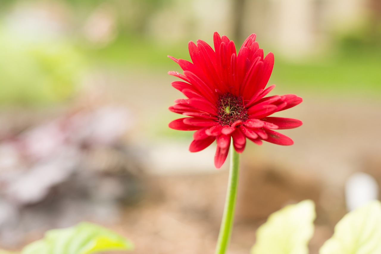 Gerber cvijet: savjeti za uzgoj gerbera - Net.hr