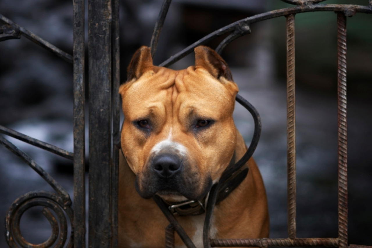 Opasni psi pasmine - koje su opasne pseće pasmine? - Net.hr