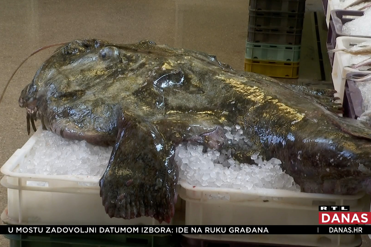 Mega grdobina od 26 kila izazvala pomutnju na opatijskoj ribarnici, a ...