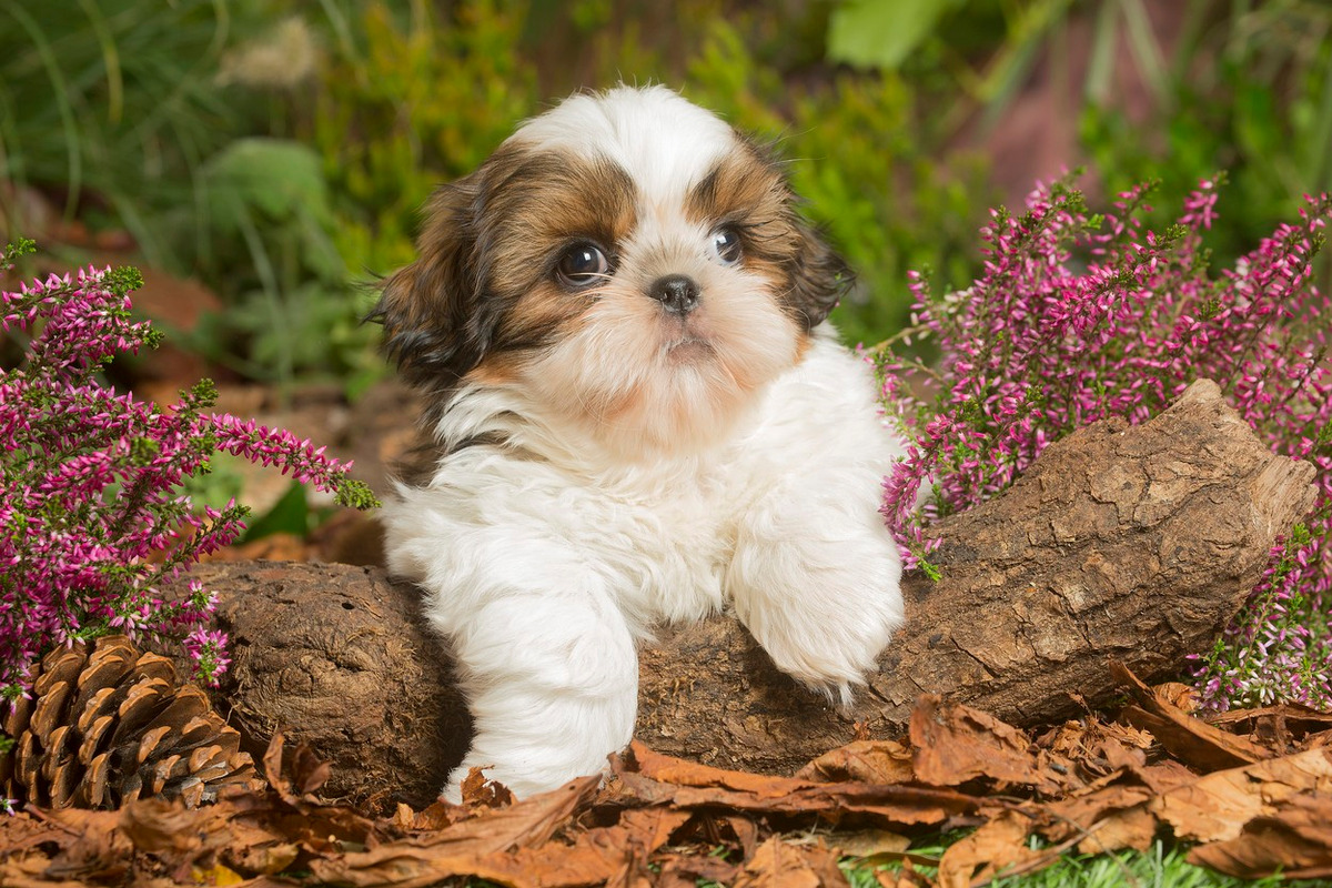 Mali su i ne linjaju se: Najbolje pasmine pasa za život u stanu - Žena.hr