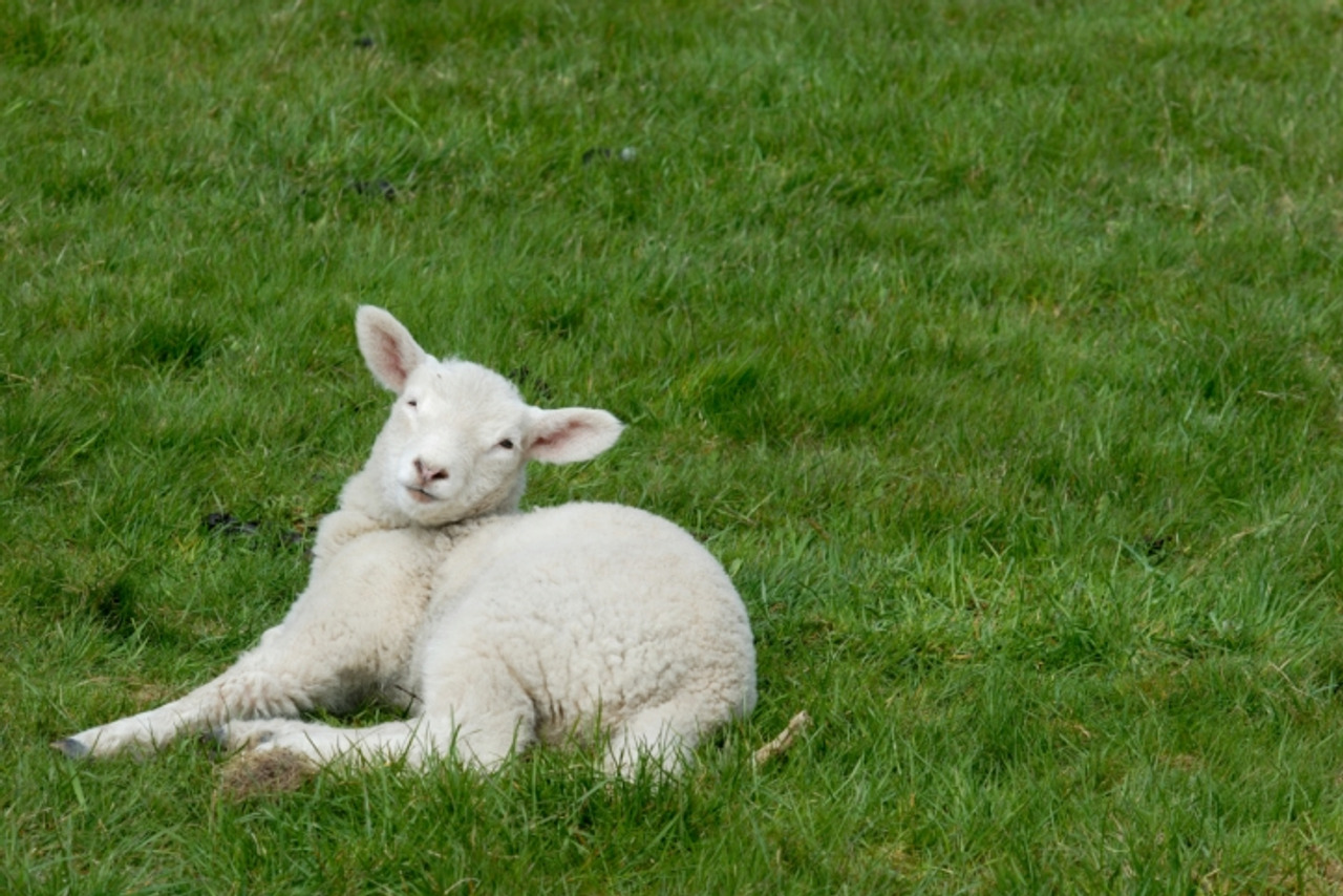 Najpoznatije pasmine ovaca u Hrvatskoj - Net.hr