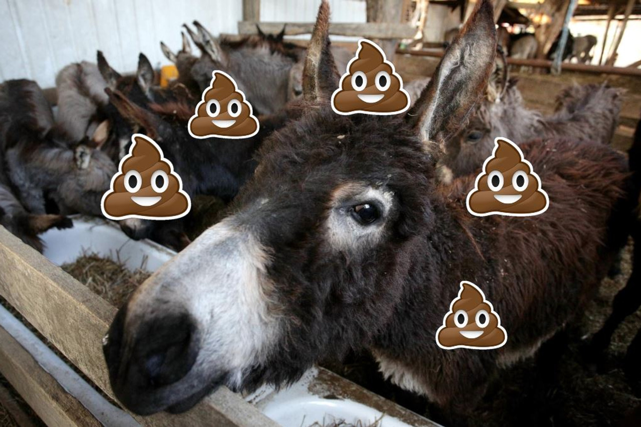 Magareći izmet prodaje se kao hrvatski suvenir: 'Idealan je poklon za ...