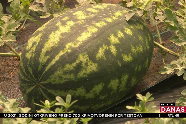 Slavonska polja prepuna su lubenice, no znate li odgovor na pitanje ...
