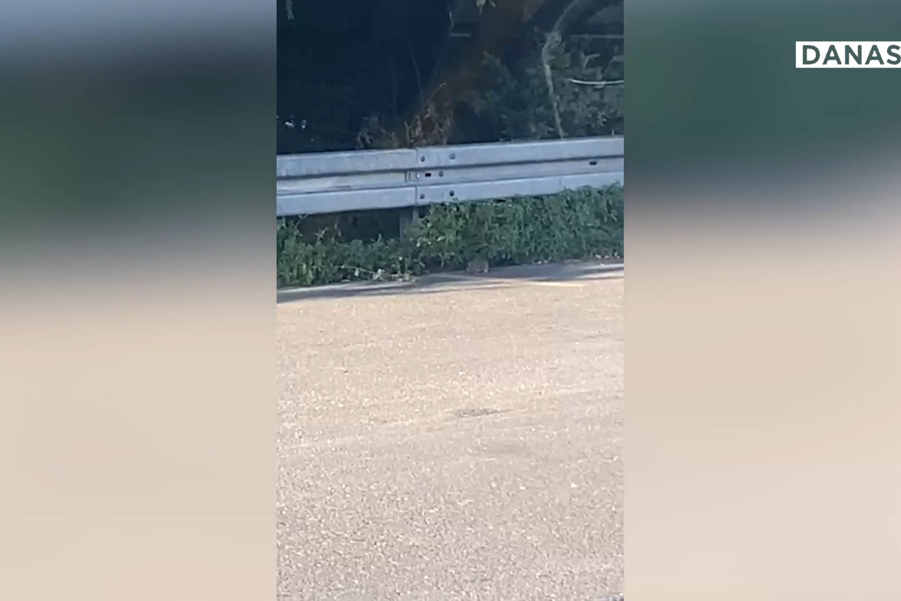Štakori u glavnom gradu Hrvatske - Net.hr