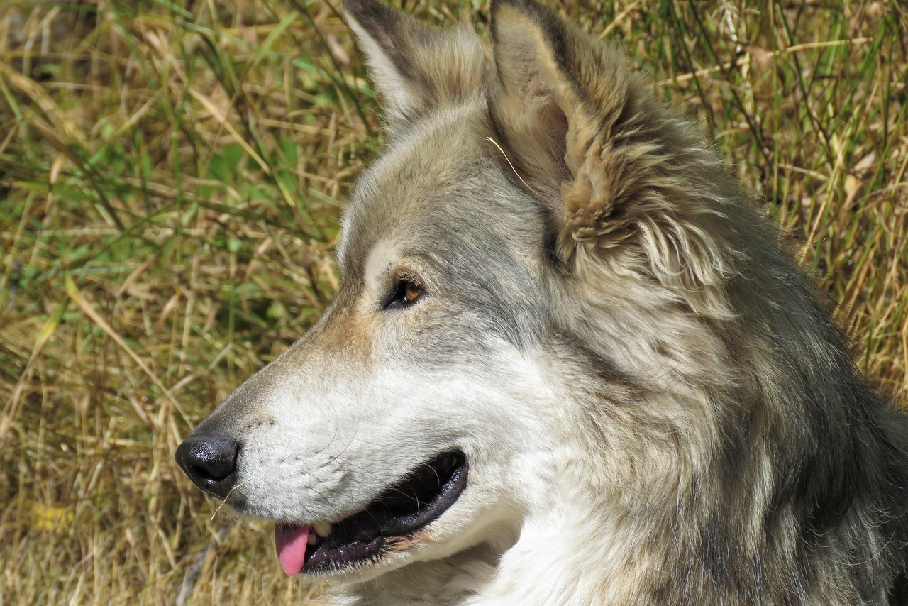Vučjak pas - odana pasmina nastala u 20.stoljeću - Net.hr