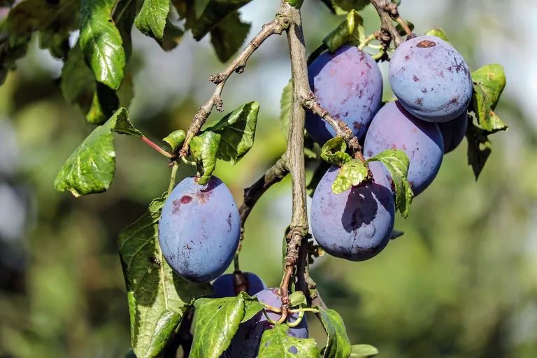 Plamenjača šljive: najčešća i najštetnija bolest koja pogađa šljive ...