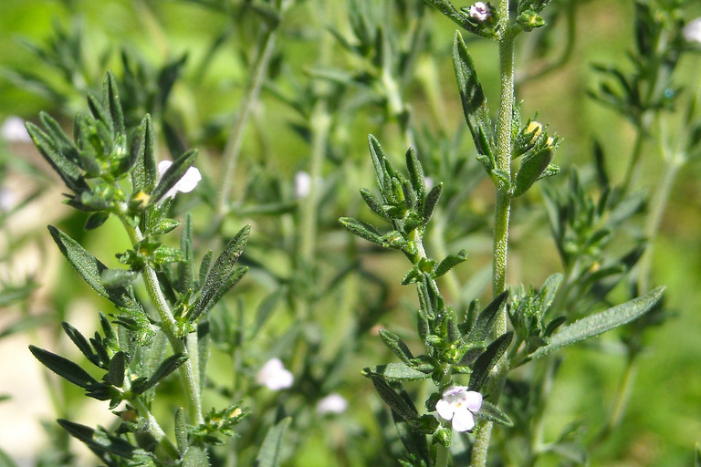 Čubar uzgoj: savjeti za uzgoj začinske biljke čubar - Net.hr