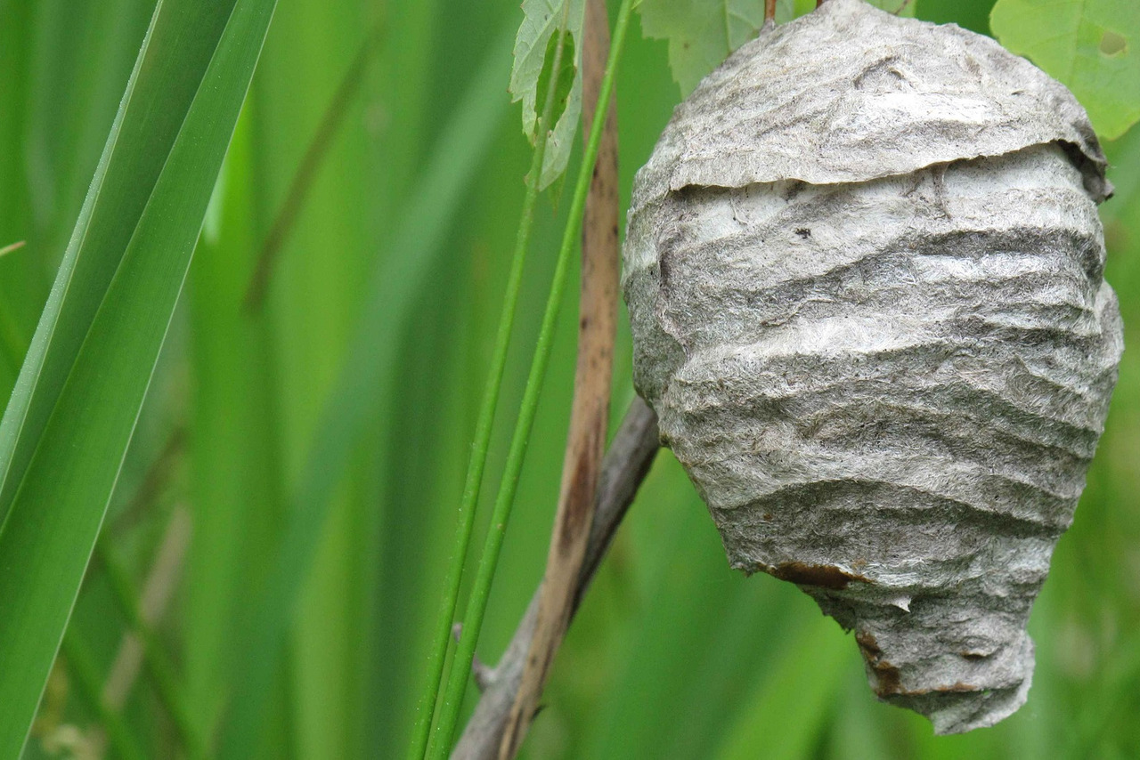 Skidanje osinjaka - kako ukloniti osinjak? - Net.hr