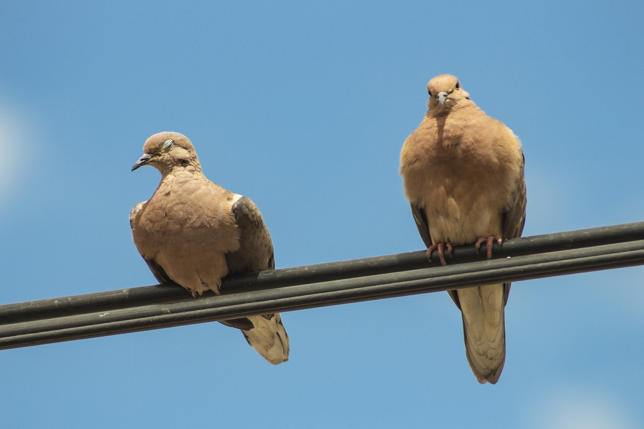 Senegalska grlica - Grlica koja se razlikuje od ostalih grlica - Net.hr