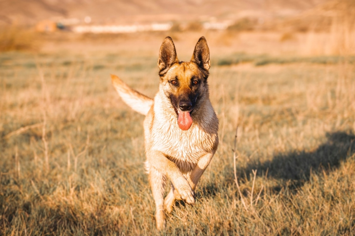 Belgijski ovčar: Sve što trebaš znati o popularnoj pastirskoj pasmini ...