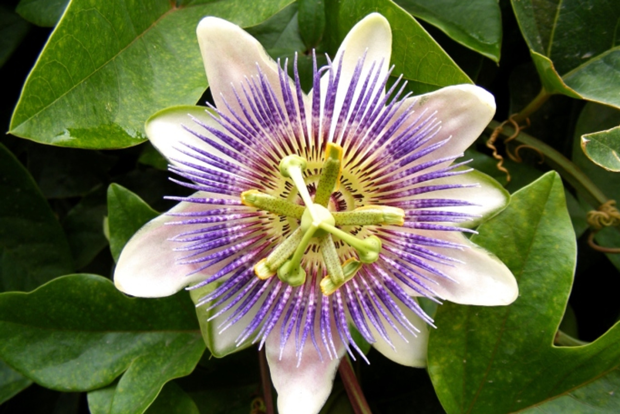 Pasiflora uzgoj i njega ukrasne i ljekovite biljke - Net.hr