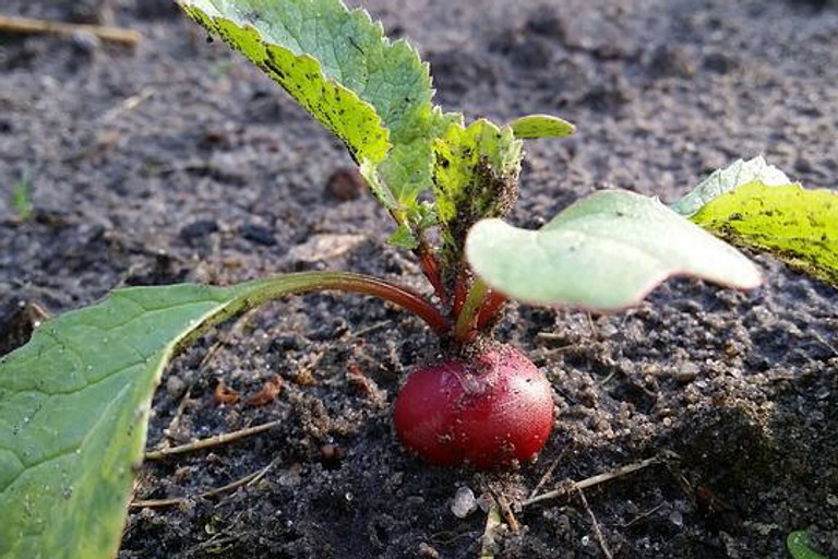 Sadnja rotkvice: Kako izgleda sadnja i uzgoj rotkvica? - Net.hr