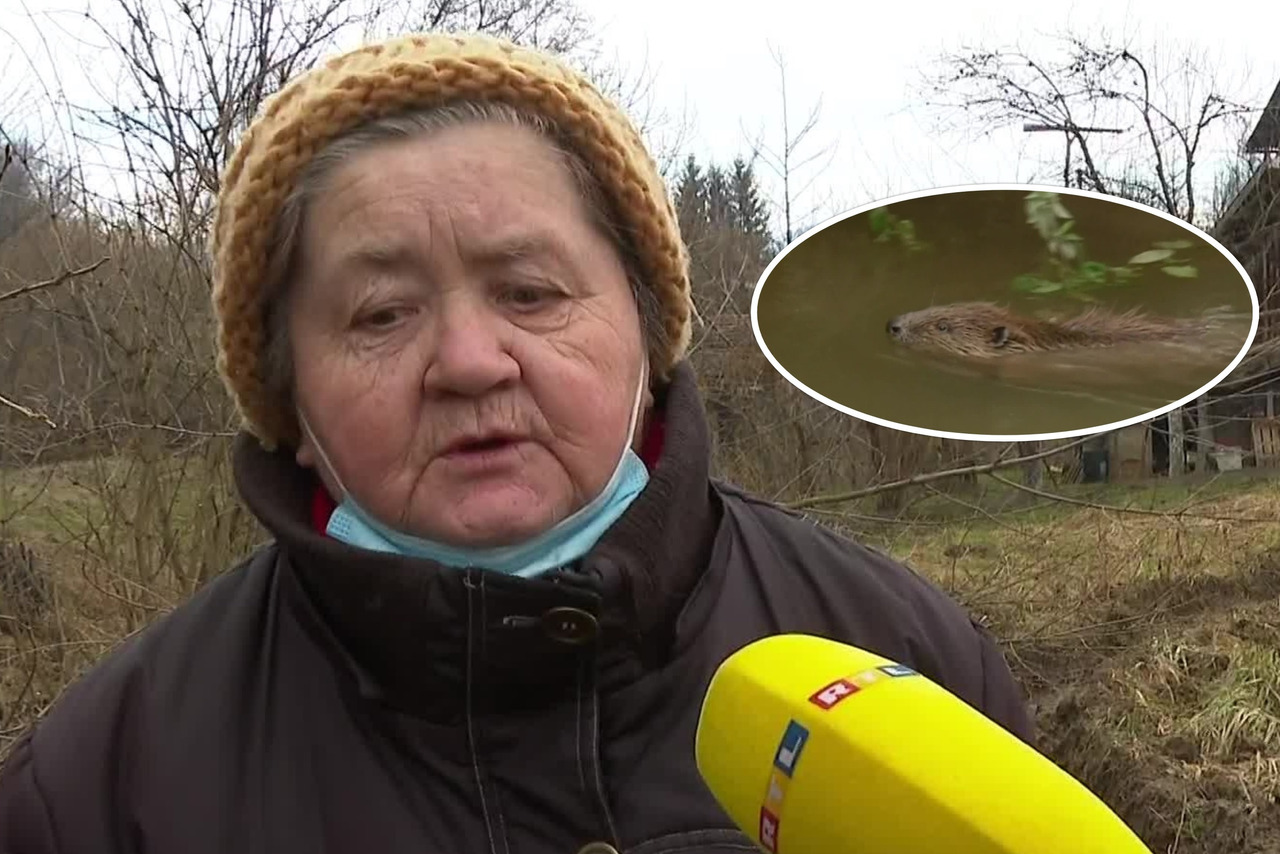 Dabrovi su im život pretvorili u pakao, a država je nemoćna: 'Naučite ...