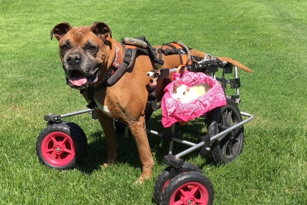 NERAZDVOJNI PAR: Stari bokser posvuda nosi svog najboljeg prijatelja zamorca - Net.hr