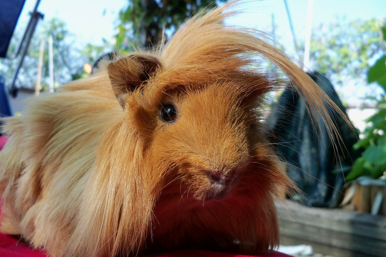 Peruanski zamorac je savršen kućni ljubimac - Net.hr