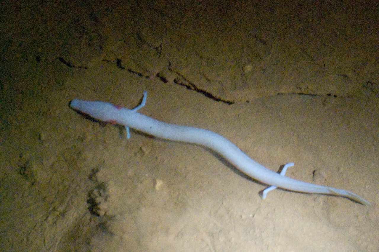 Čovječja ribica: saznajte sve o zaštićenoj čovječjoj ribici - Net.hr