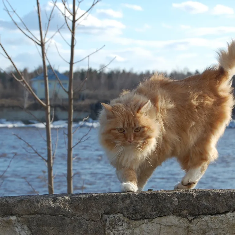 Norveška šumska mačka - mačke priviknute na oštre, hladne zime - Net.hr