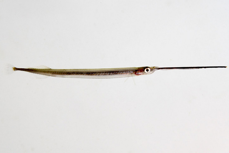 Riba iglica: riba koju možemo pronaći u Jadranskom moru - Net.hr