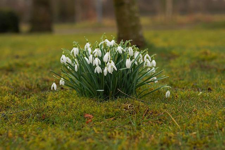 Gdje raste visibaba? - Net.hr