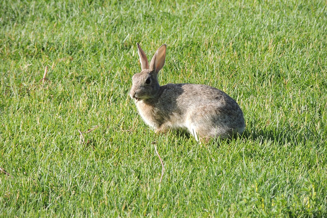 Divlji zec kao ljubimac - prehrana i uzgoj divljeg zeca - Net.hr