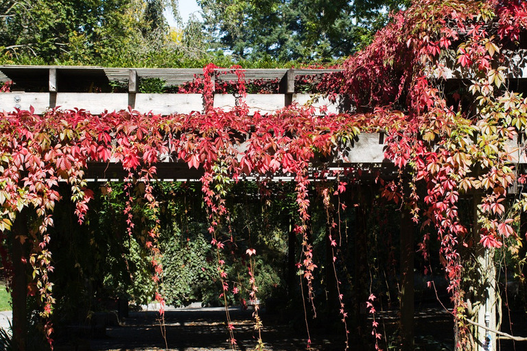 Divlja vinova loza: Gdje raste i kako izgleda divlja vinova loza? - Net.hr