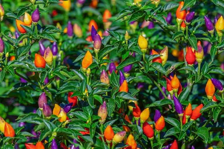 Stare sorte paprika - poznate stare sorte paprika? - Net.hr