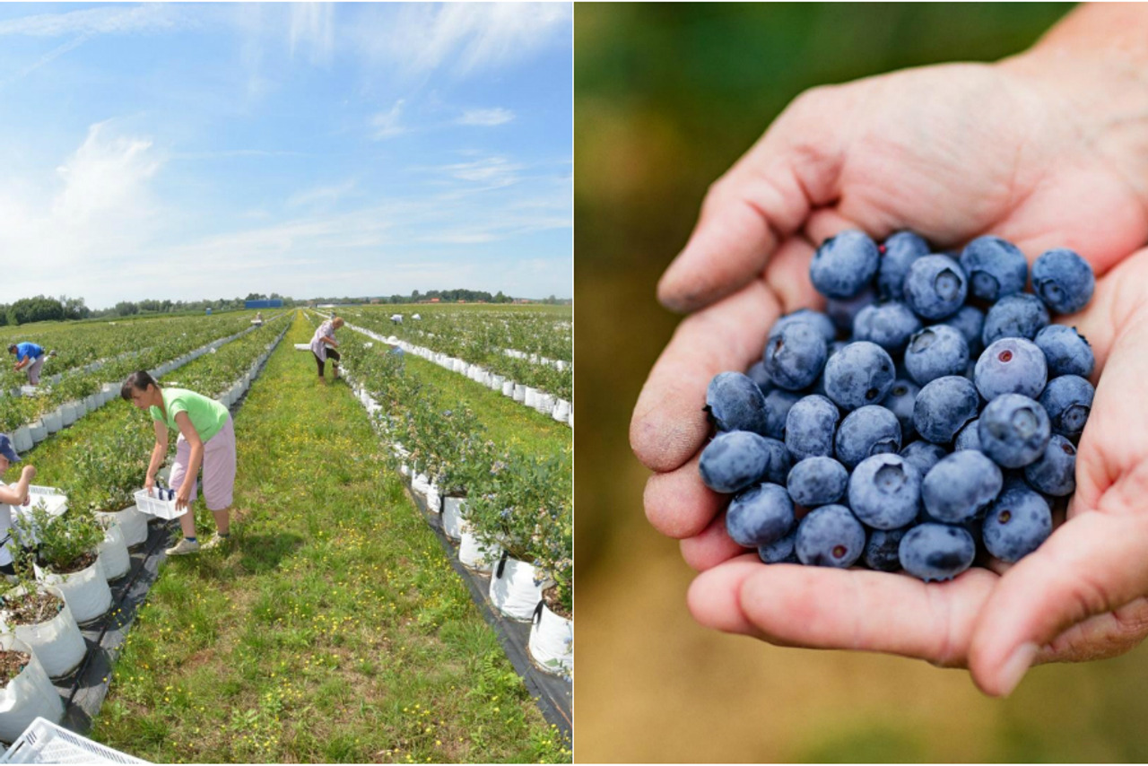 Priprema tla za sadnju borovnice - Net.hr