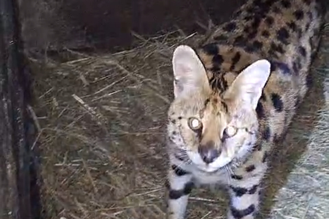 VIDEO Uhvaćeni serval dobro se oporavlja, sad stiže i senzacionalna ...