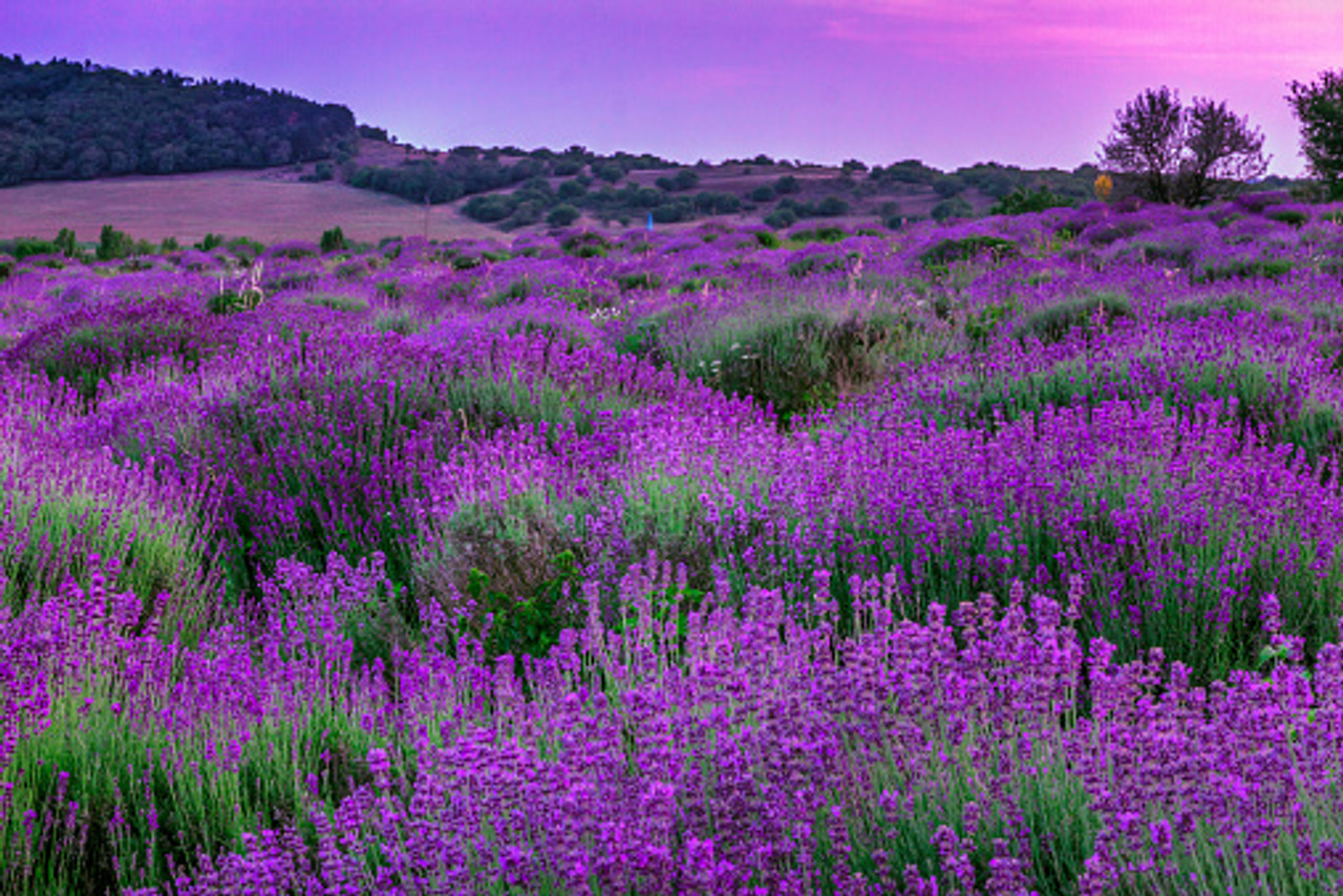 Koje je najpopularnije višegodišnje cvijeće za vaš vrt? - Net.hr