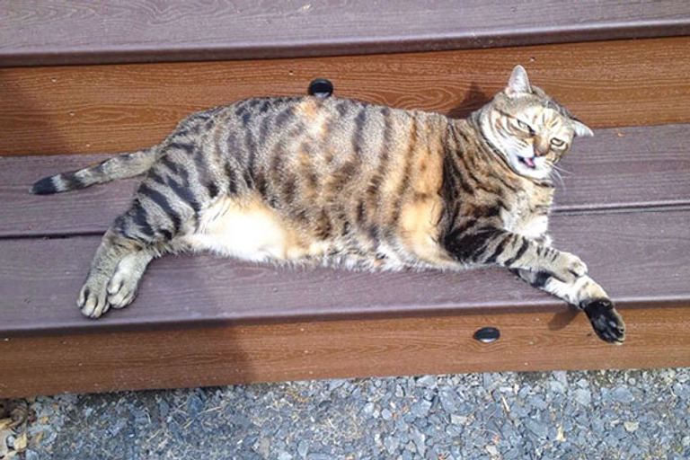 Tigraste mačke - strpljive, privržene kućne mačke - Net.hr