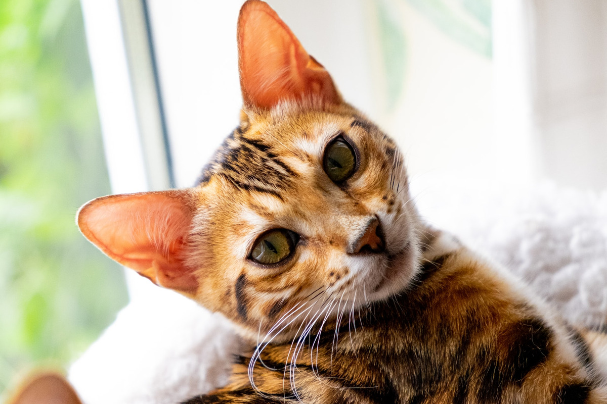 Bengalska mačka - sve što moraš znati o bengalskoj mački - Žena.hr