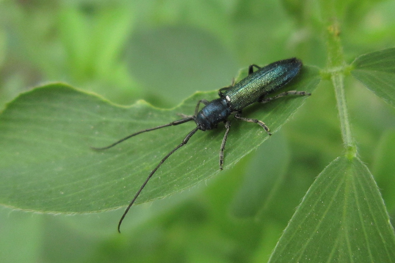 Kućna strizibuba: Izrazito ugrožena vrsta kornjaša koja živi i u našim ...