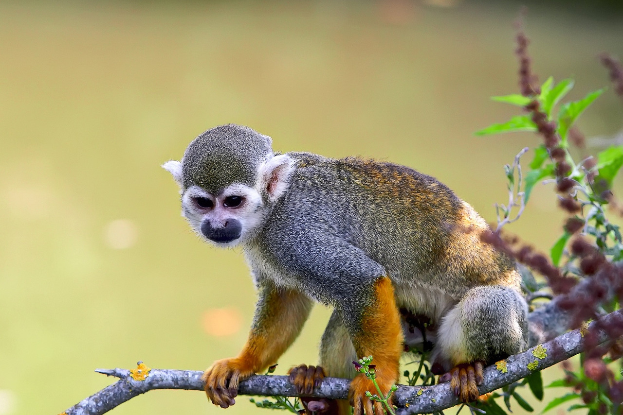 Patuljasti majmun: upoznajte najmanjeg majmuna na svijetu - Net.hr