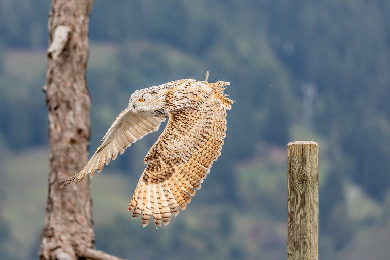 Koje su vrste sova u Hrvatskoj? - Net.hr