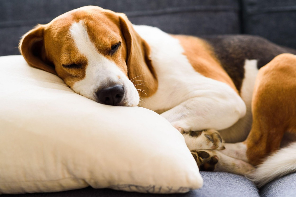 Najbolje pasmine pasa za obitelji - Žena.hr