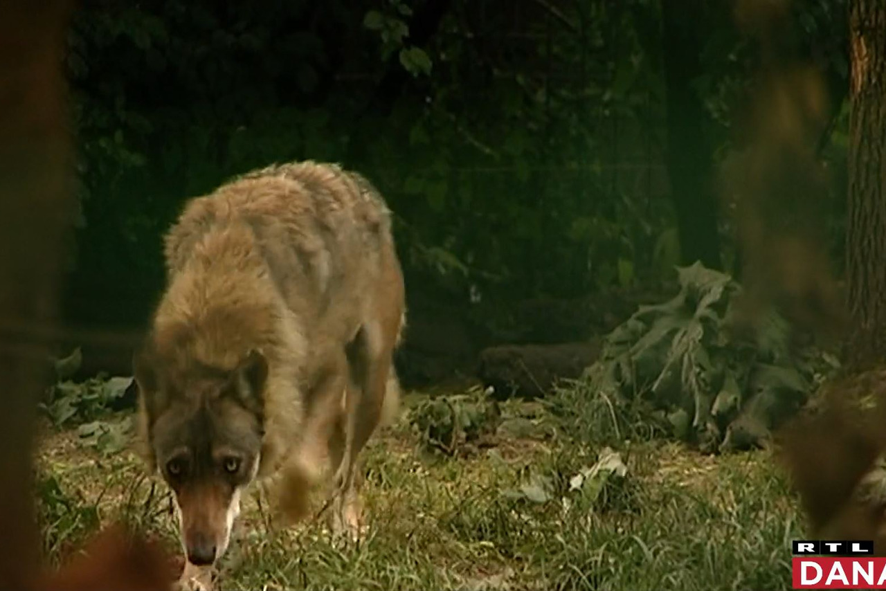 Od Gračaca preko Kistanja, kod Vodica pa i Trilja. Ponovno snimljen vuk. Lovci svjedoče čestim ...