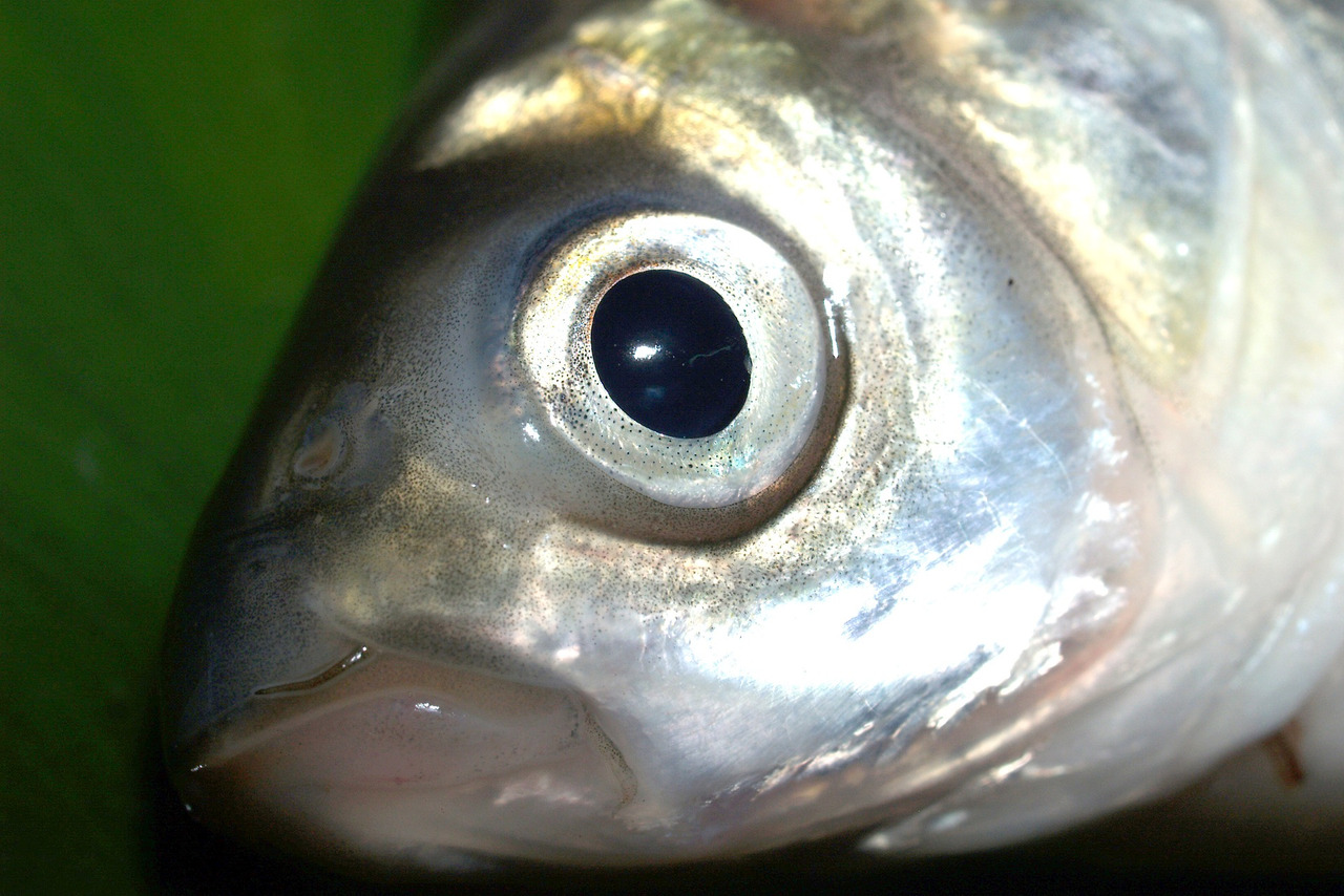 U koje vrste riba spada dvoprugasta uklija - Net.hr