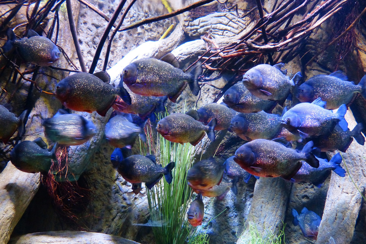 U koje vrste riba spada bakrena tetra? - Net.hr